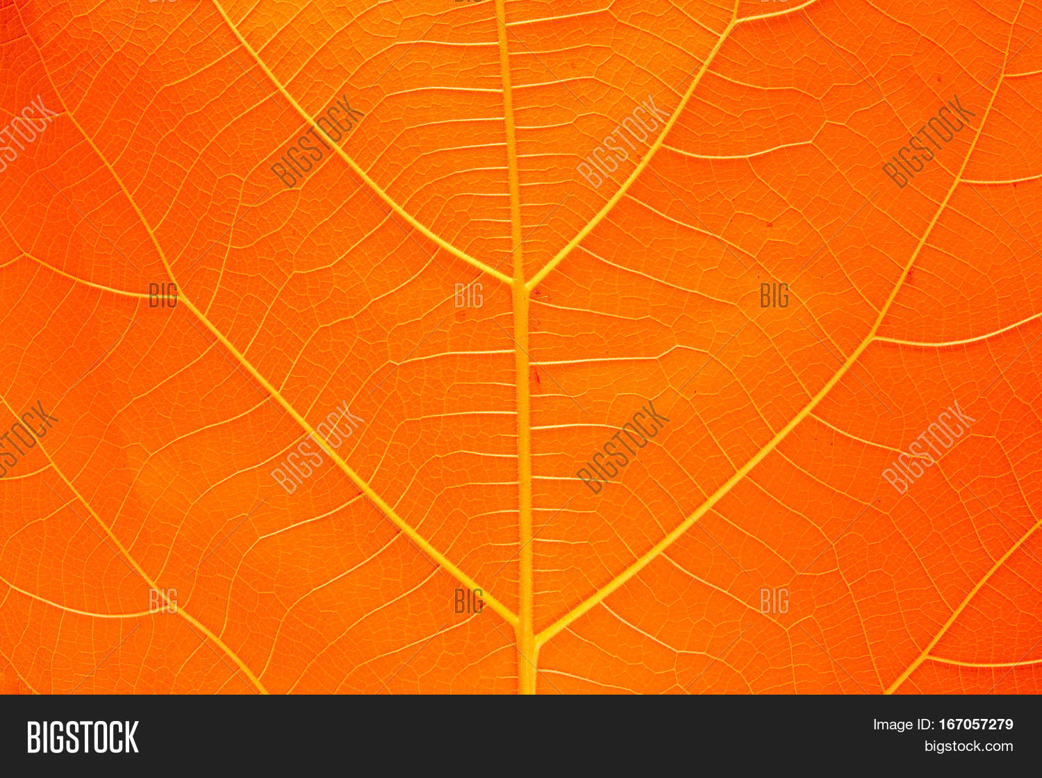 Beautiful Zoom Leaves Image & Photo (Free Trial) | Bigstock