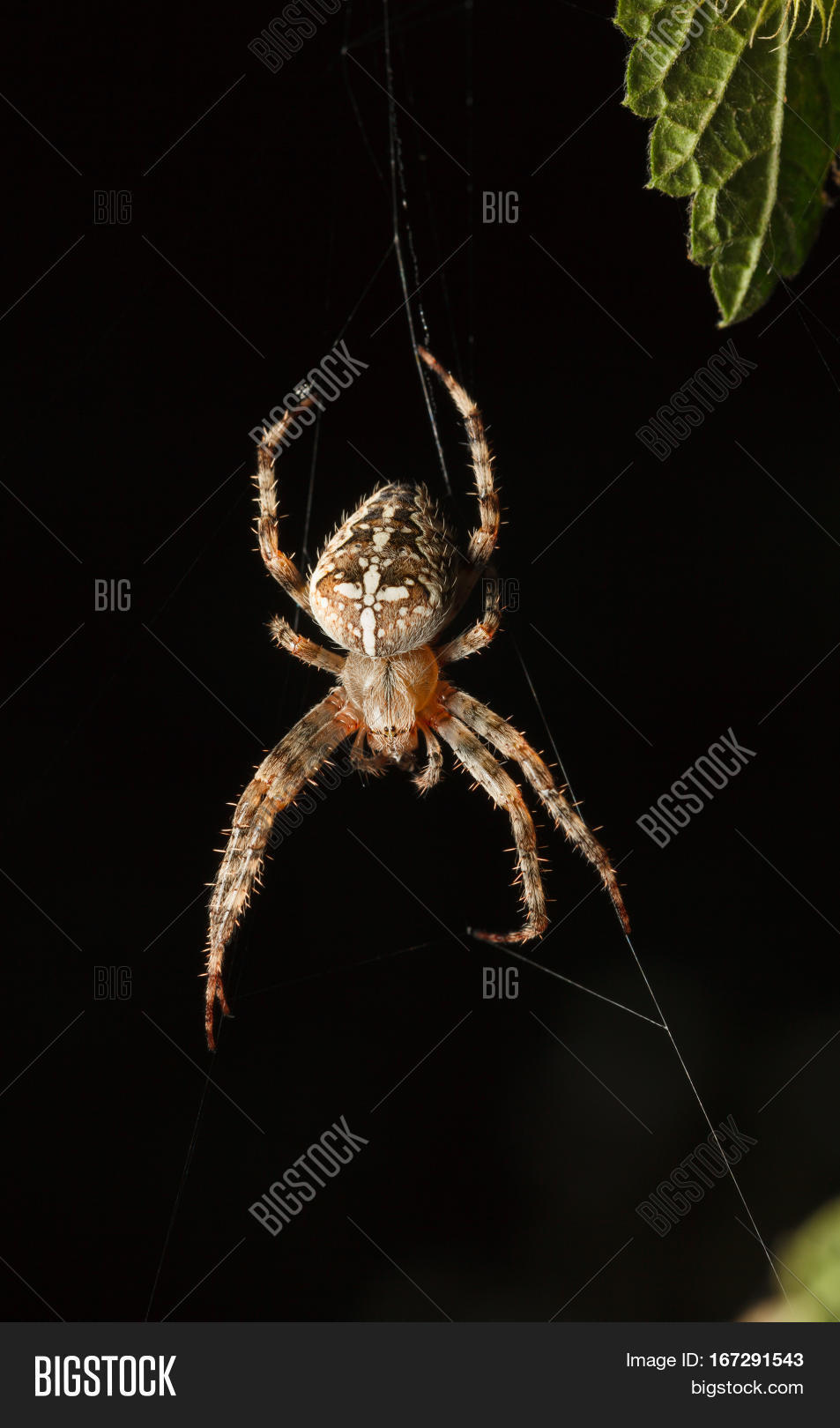 Big Cross Spider Image & Photo (Free Trial) | Bigstock