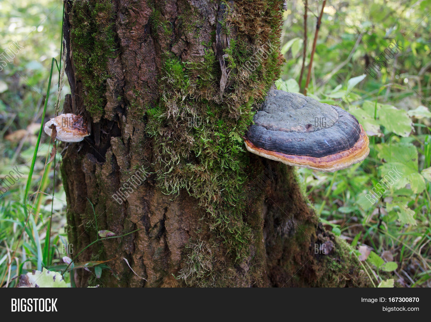 Inonotus Obliquus On Image & Photo (Free Trial) | Bigstock