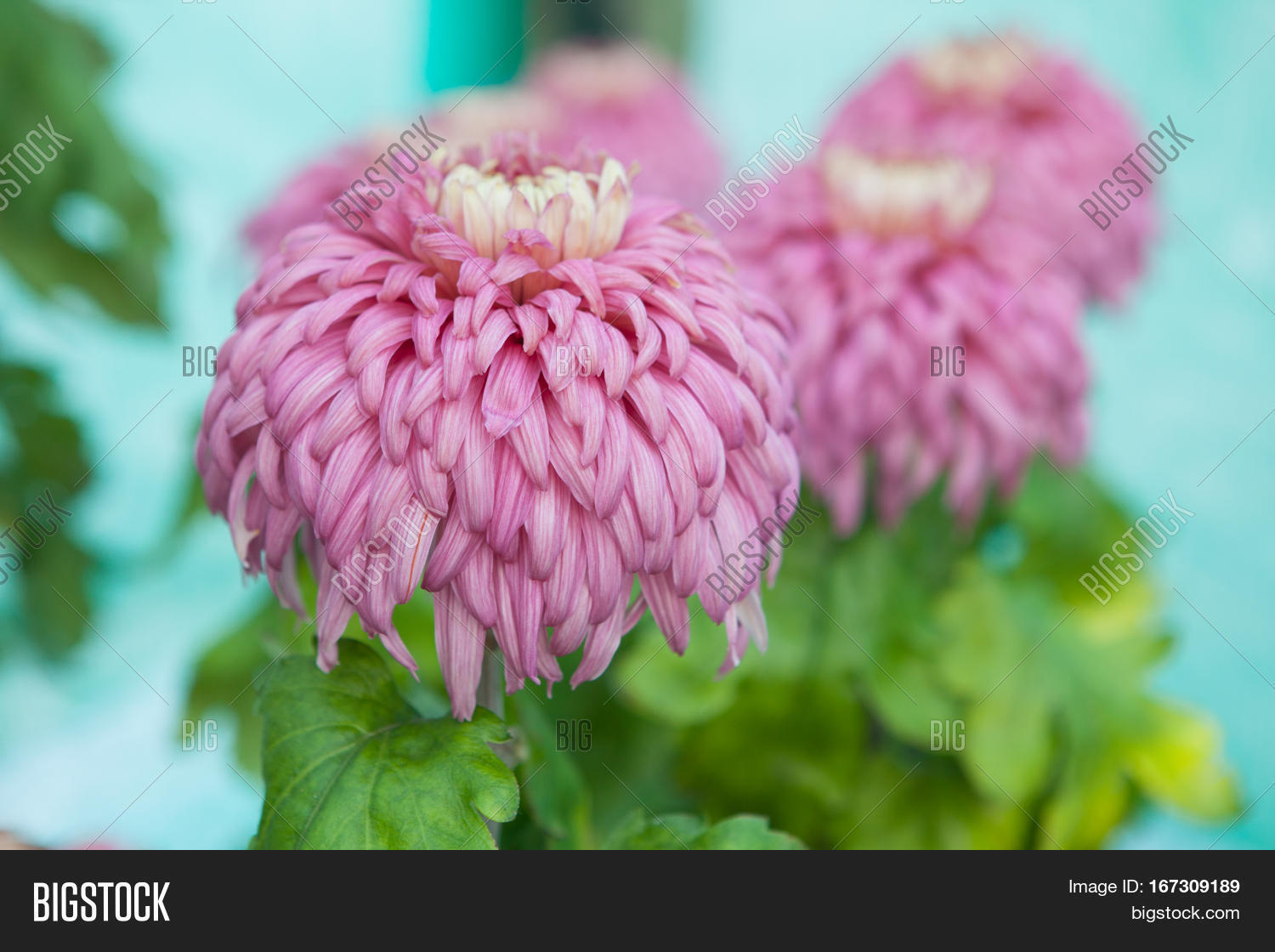 Growing Chrysanths Image & Photo (Free Trial) | Bigstock