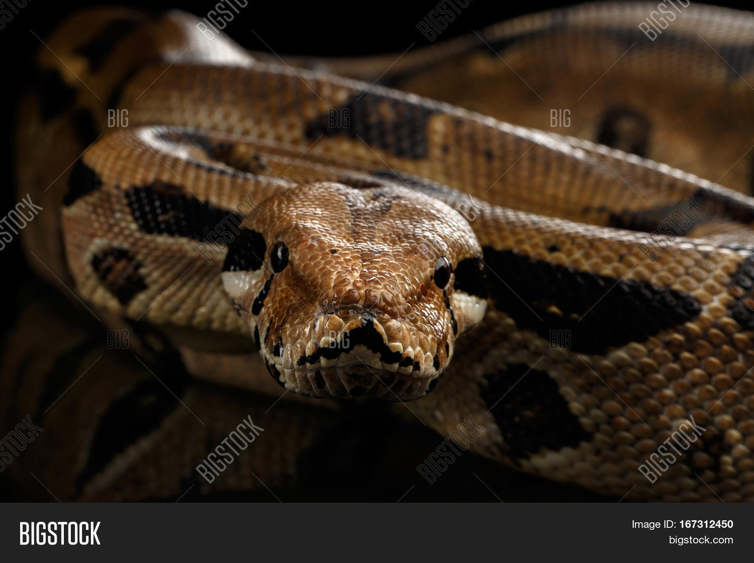 Attack Boa Constrictor Image & Photo (Free Trial) | Bigstock