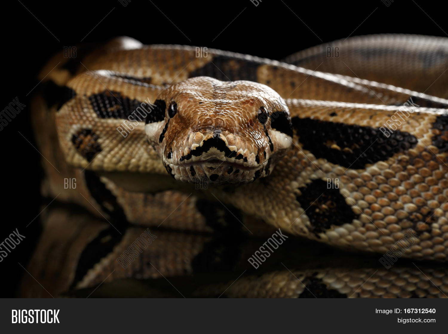 Attack Boa Constrictor Image & Photo (Free Trial) | Bigstock