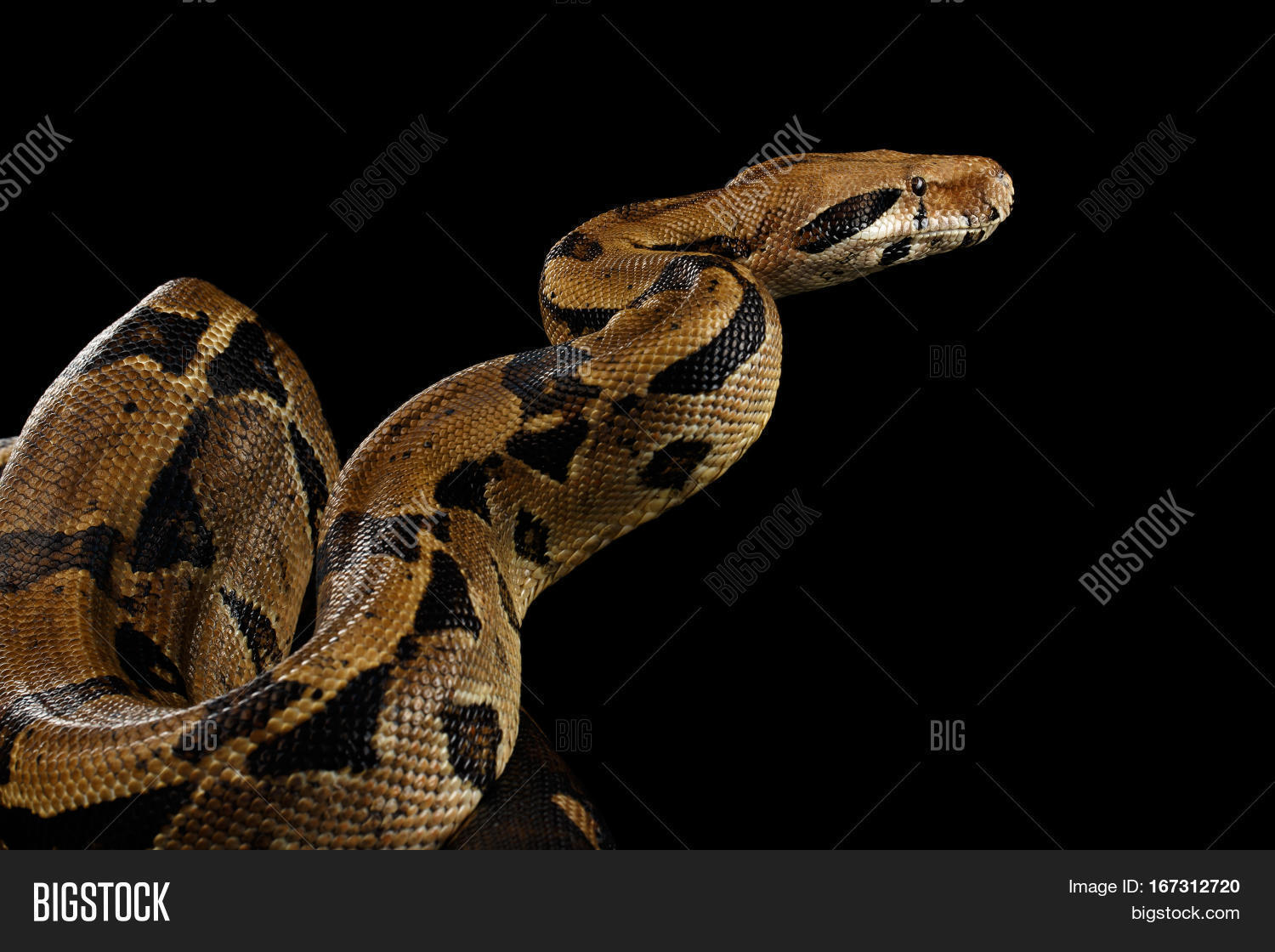 Attack Boa Constrictor Image & Photo (Free Trial) | Bigstock