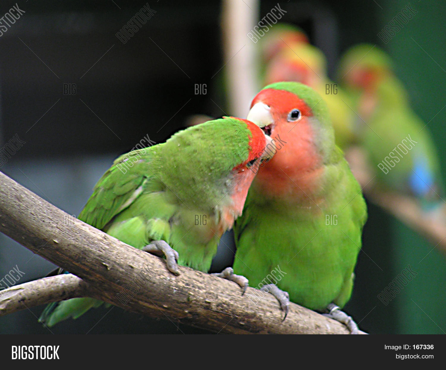 Love Birds Image & Photo (Free Trial) | Bigstock