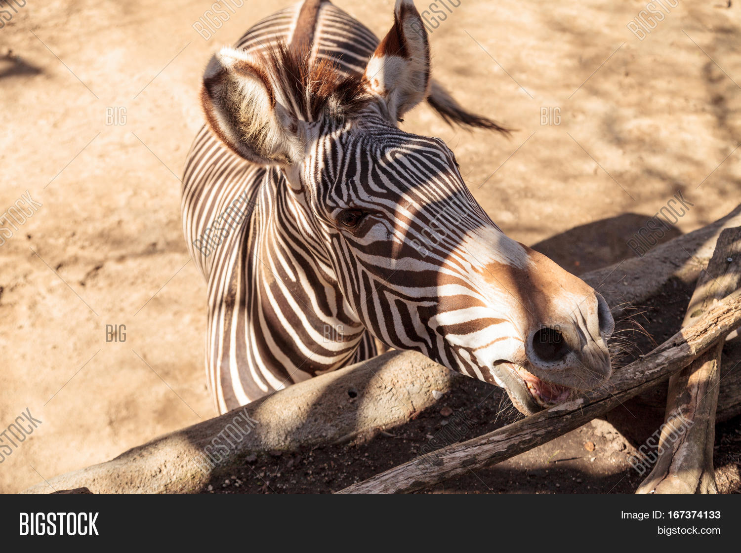 Grevy's Zebra Equus Image & Photo (Free Trial) | Bigstock