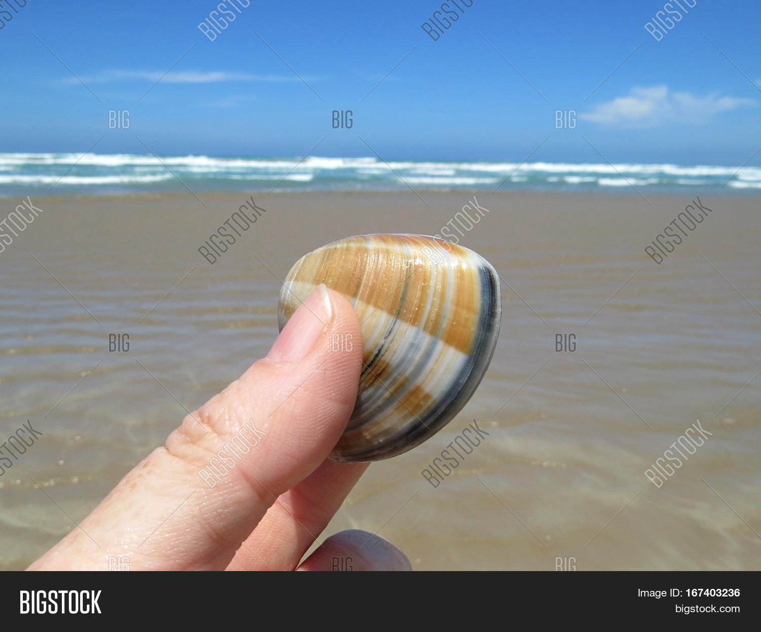 Pipi Shell Mollusc Image & Photo (Free Trial) | Bigstock