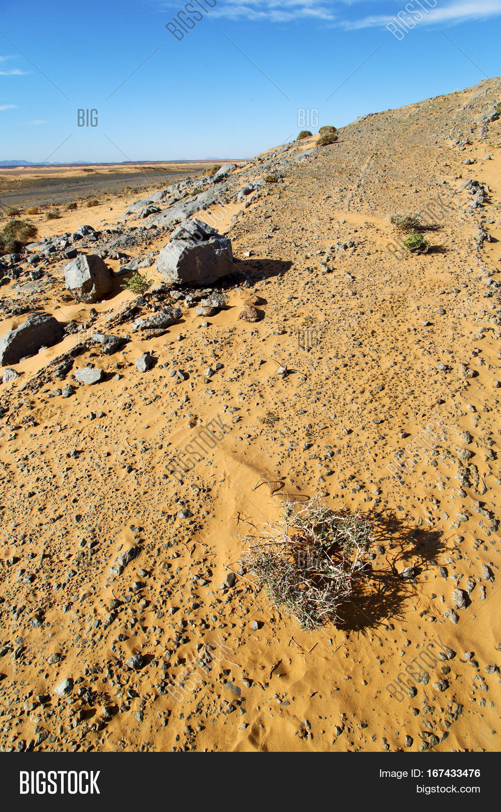 Old Fossil Desert Bush Image & Photo (Free Trial) | Bigstock