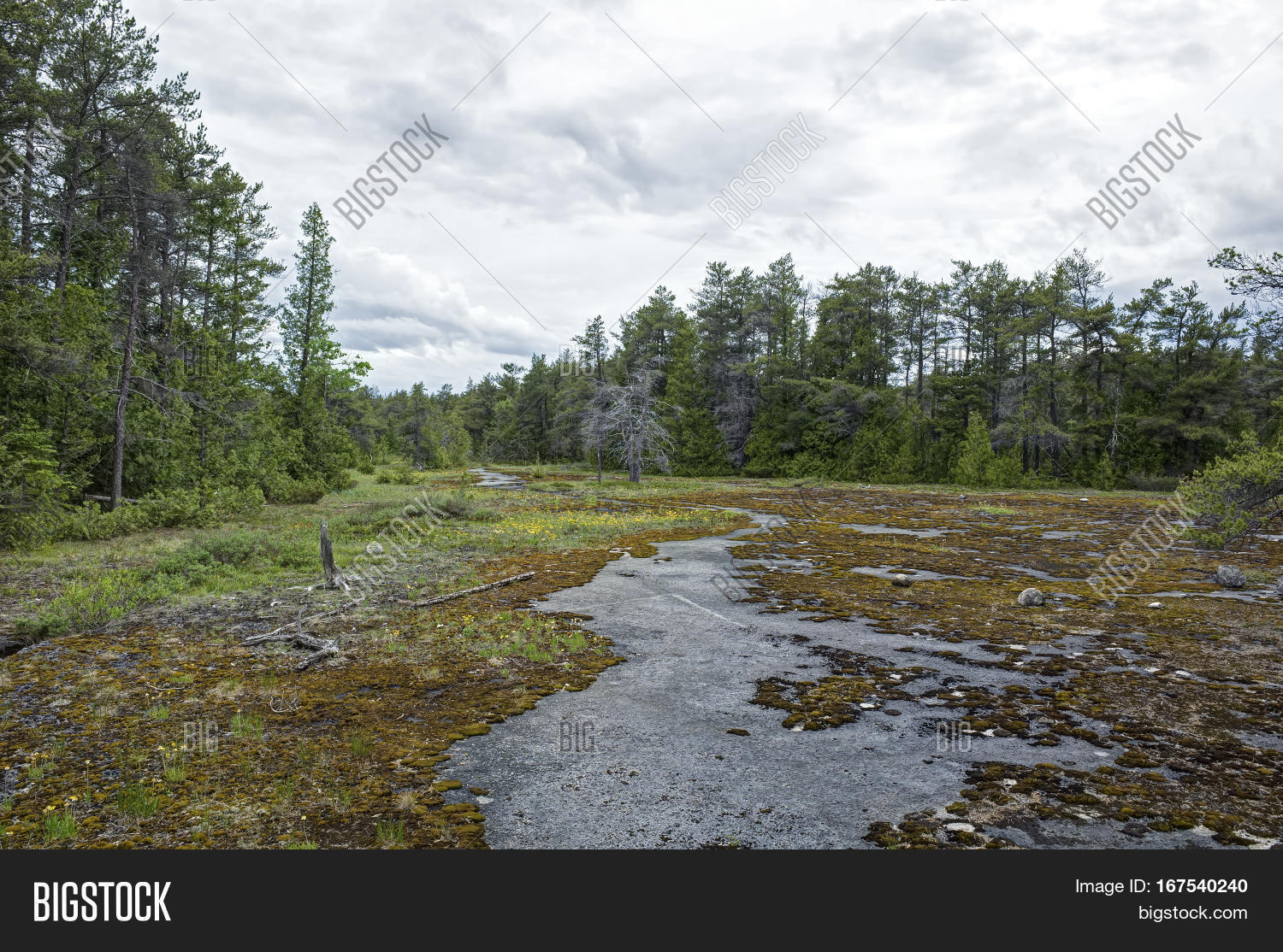 HDR Rendition Bog Image & Photo (Free Trial) | Bigstock