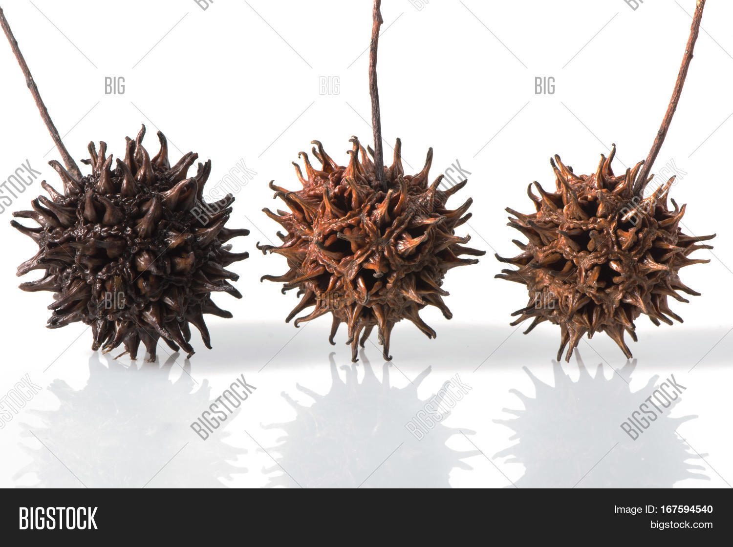 Three Sweet Gum Tree Image & Photo (Free Trial) | Bigstock