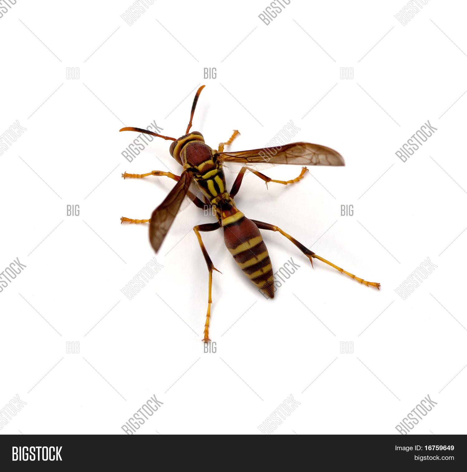 Paper Wasp Image & Photo (Free Trial) | Bigstock