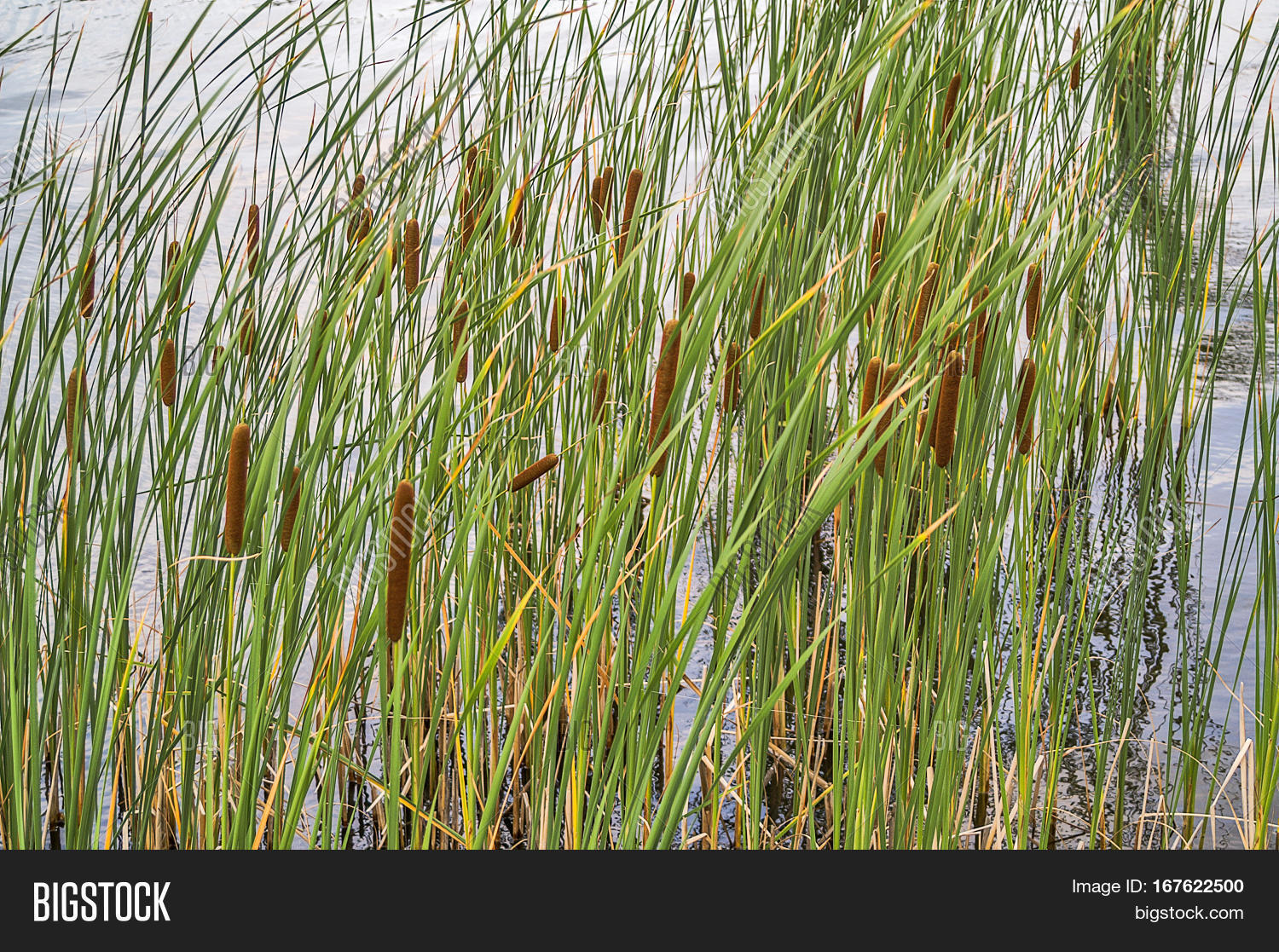 Typha Genus About 30 Image & Photo (Free Trial) | Bigstock