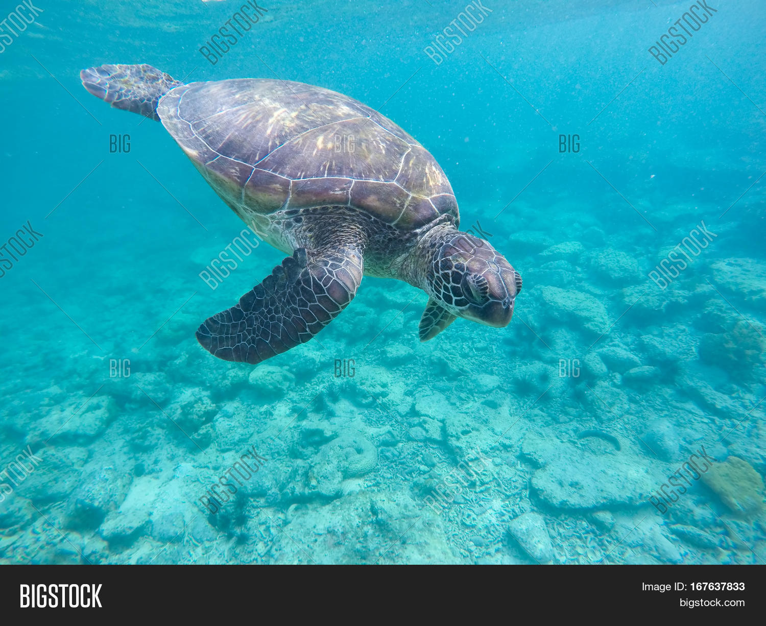 Sea Tortoise Blue Image & Photo (Free Trial) | Bigstock