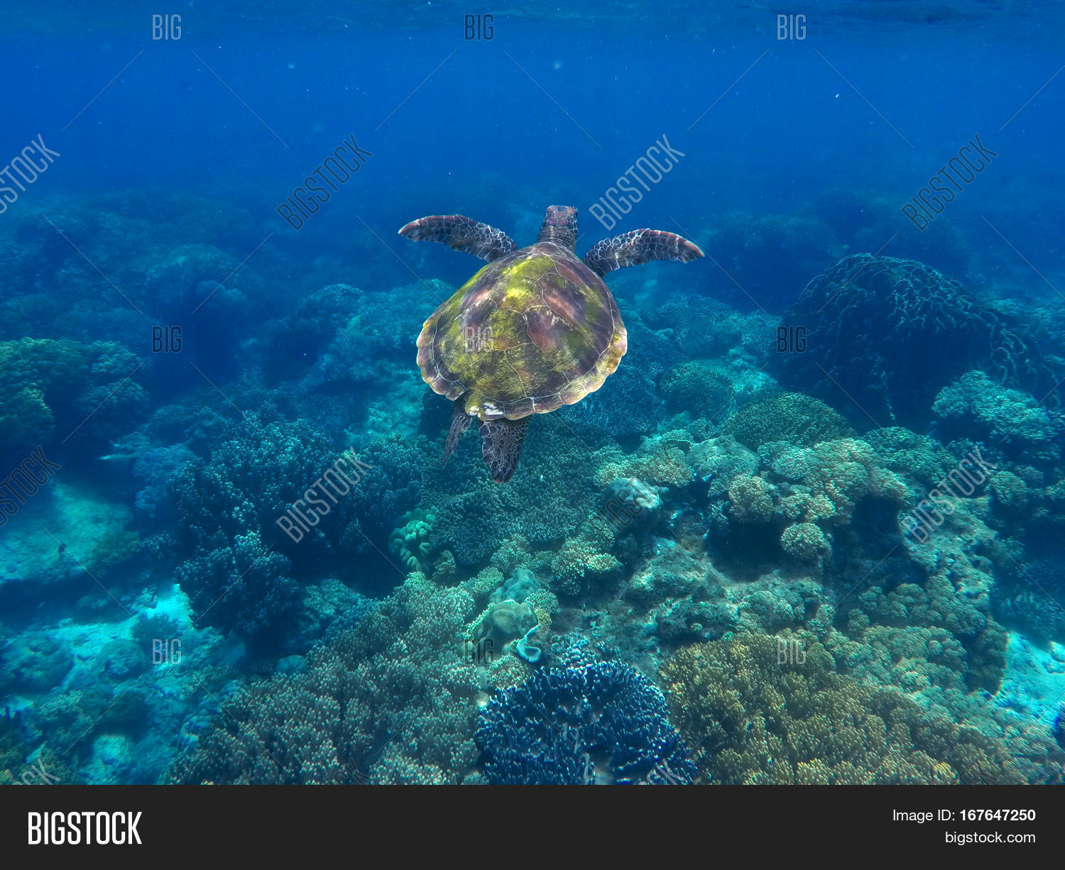 Sea Turtle Dark Blue Image & Photo (Free Trial) | Bigstock