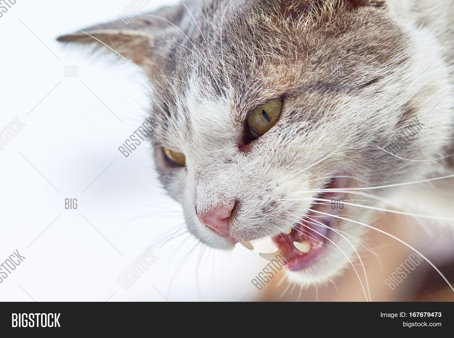 Closeup Angry Cat Image & Photo (Free Trial) | Bigstock