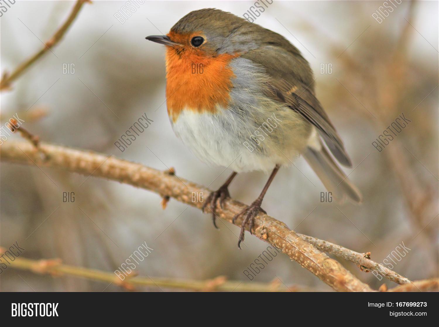European Robin Winter Image & Photo (Free Trial) | Bigstock