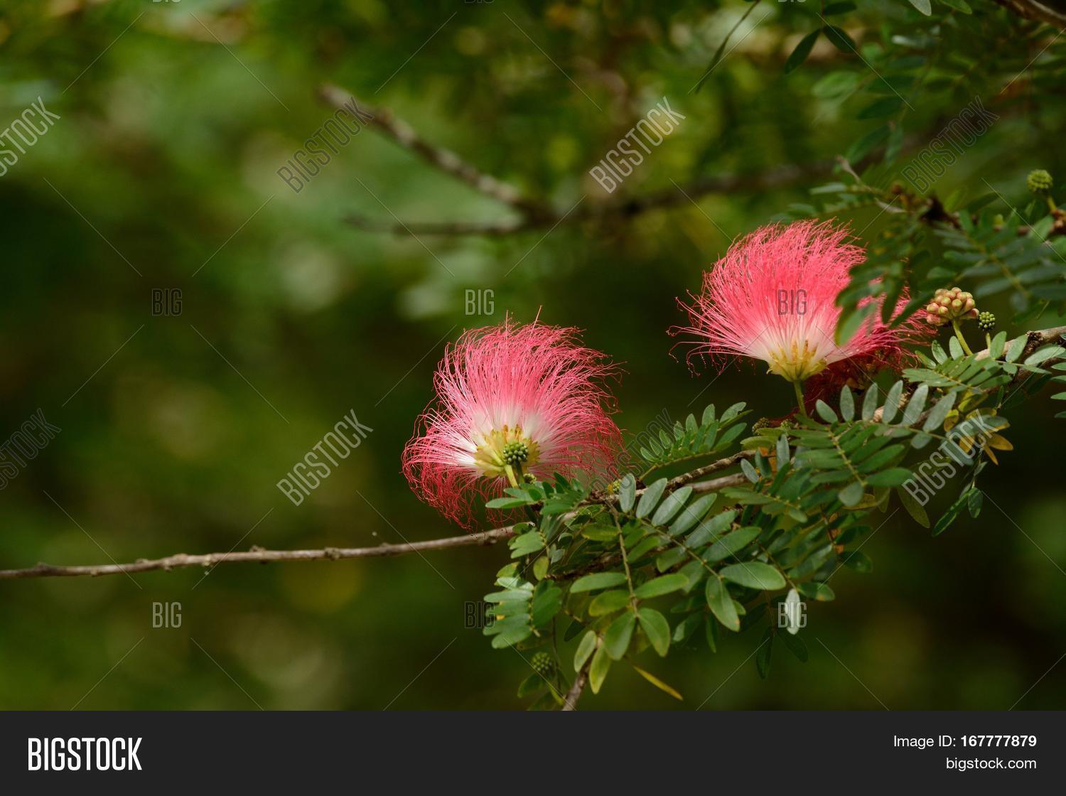 Beautiful Raintree Image & Photo (Free Trial) | Bigstock