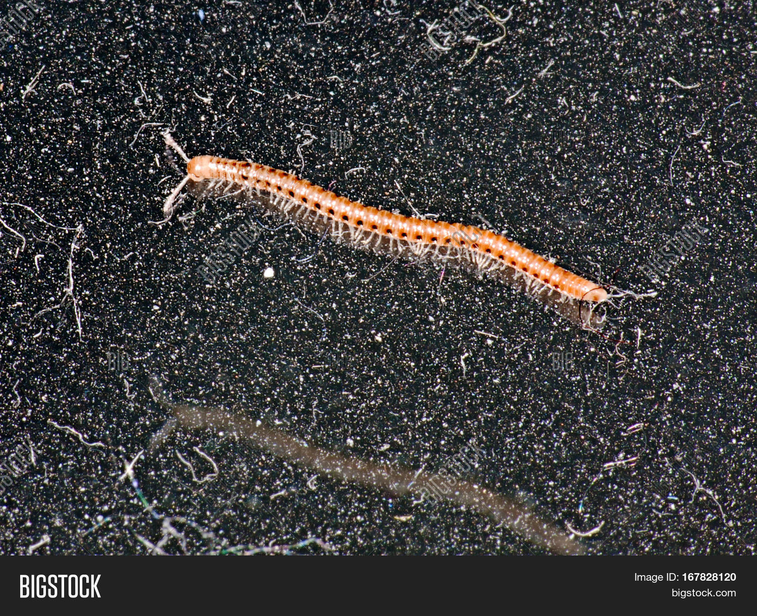 Rare Centipede 33 Image & Photo (Free Trial) | Bigstock