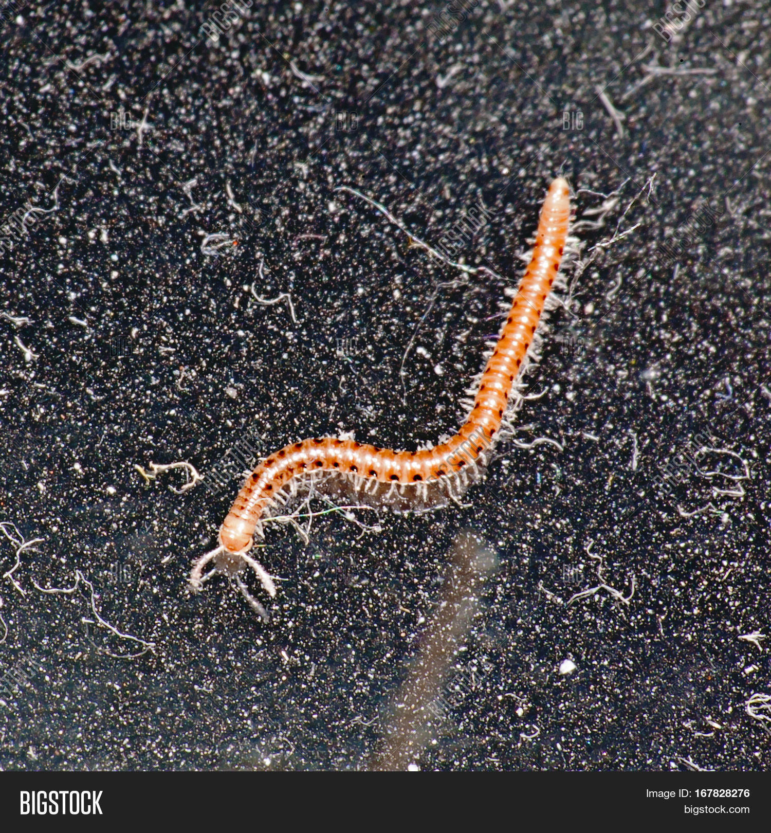 Rare Centipede 33 Image & Photo (Free Trial) | Bigstock