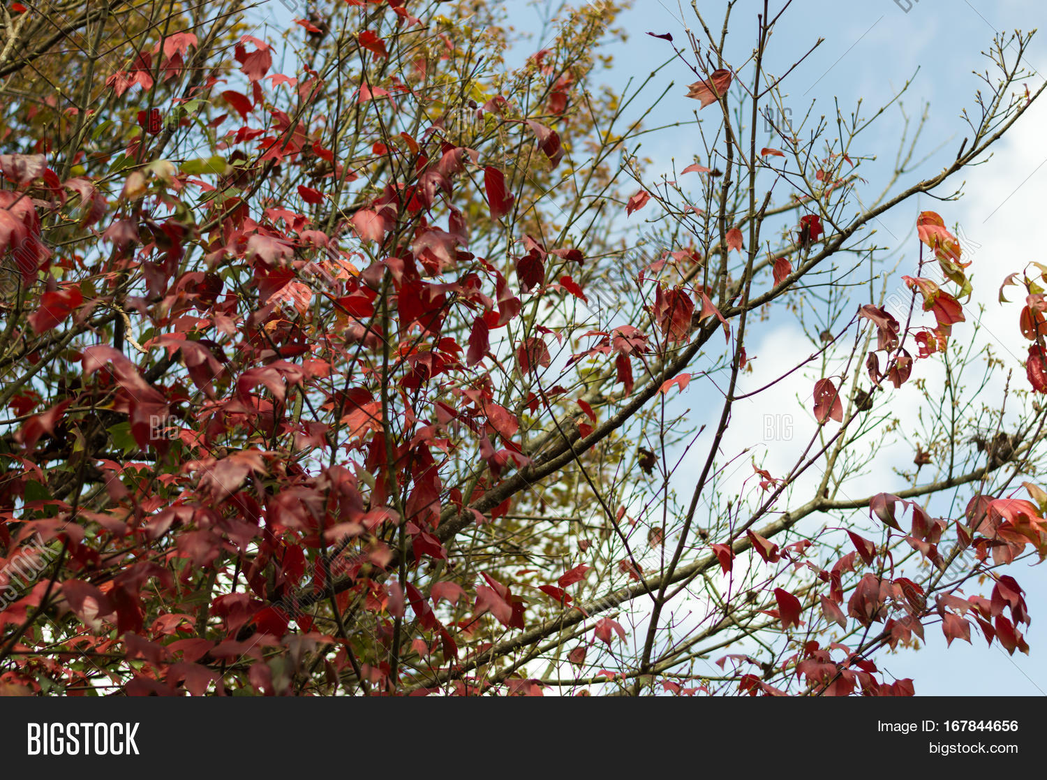 Maple Tall On Phu Image & Photo (Free Trial) | Bigstock