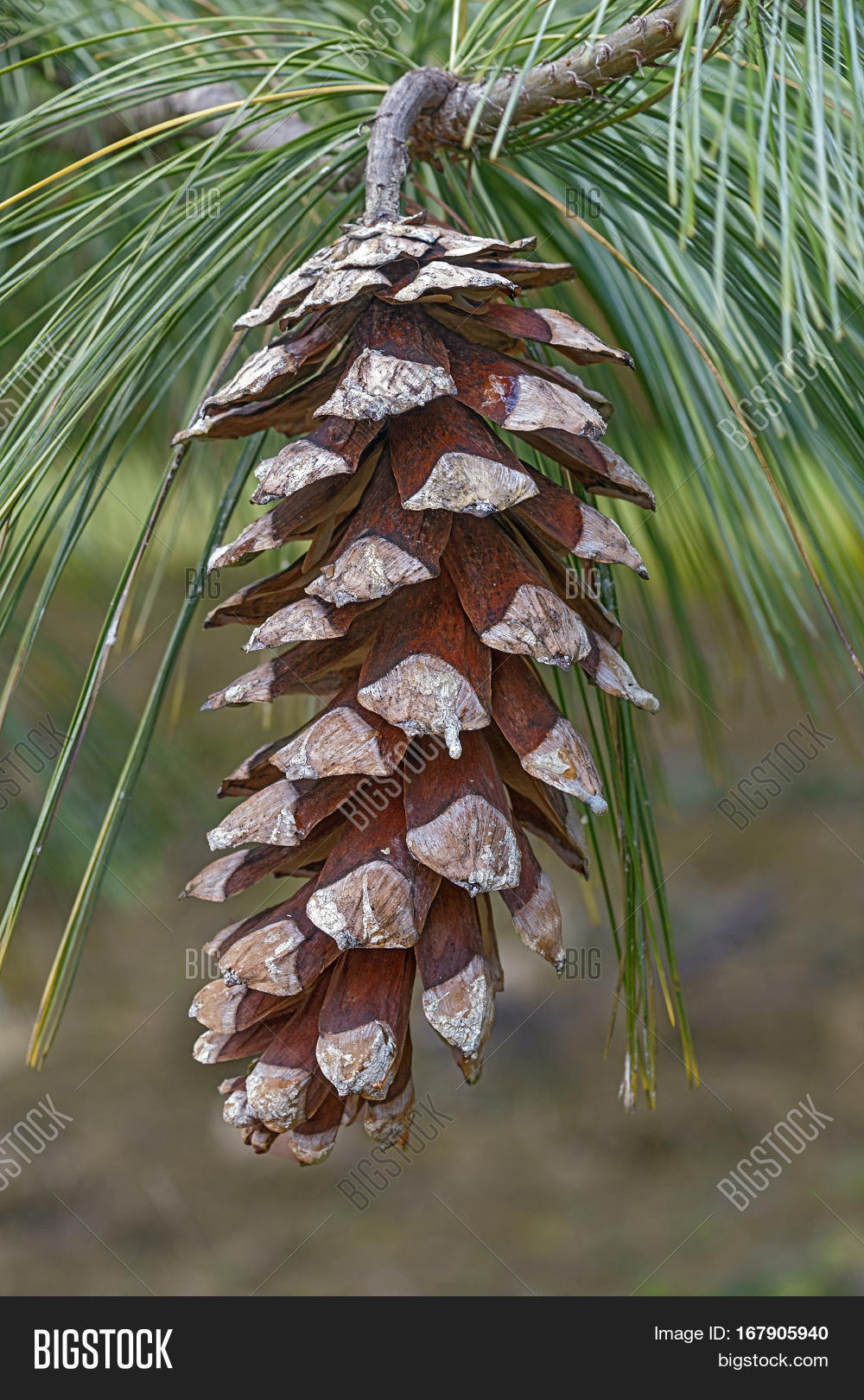 Bhutan Pine Cone Image & Photo (Free Trial) | Bigstock