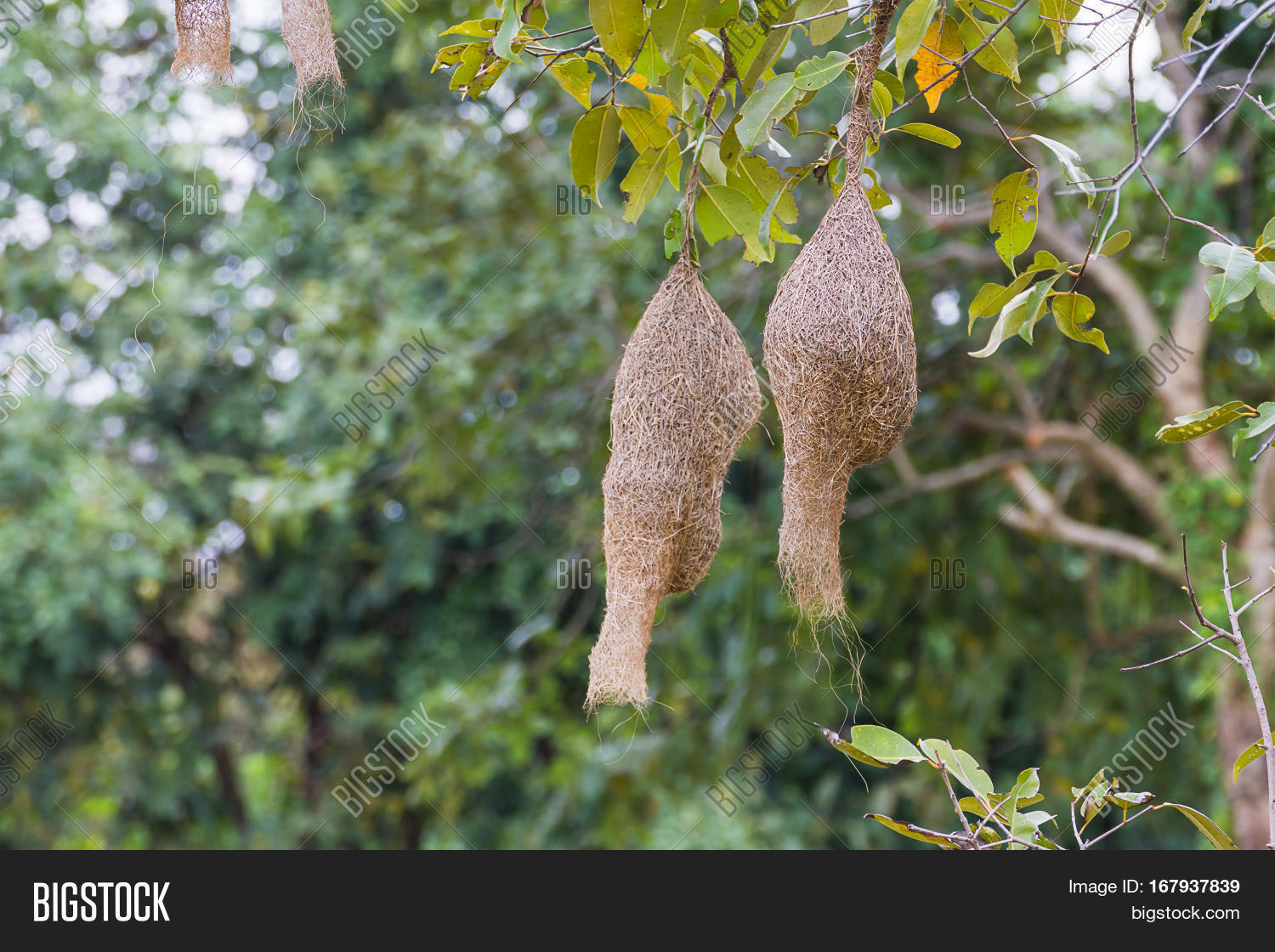 Baya Weaver Bird Nest Image & Photo (Free Trial) | Bigstock