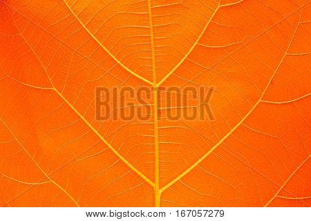 Beautiful Zoom Leaves Image & Photo (Free Trial) | Bigstock