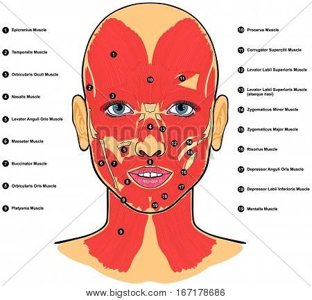 Human Face Muscles Image & Photo (Free Trial) | Bigstock