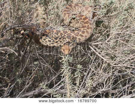 Hypnotize Snake Images, Illustrations & Vectors (Free) - Bigstock