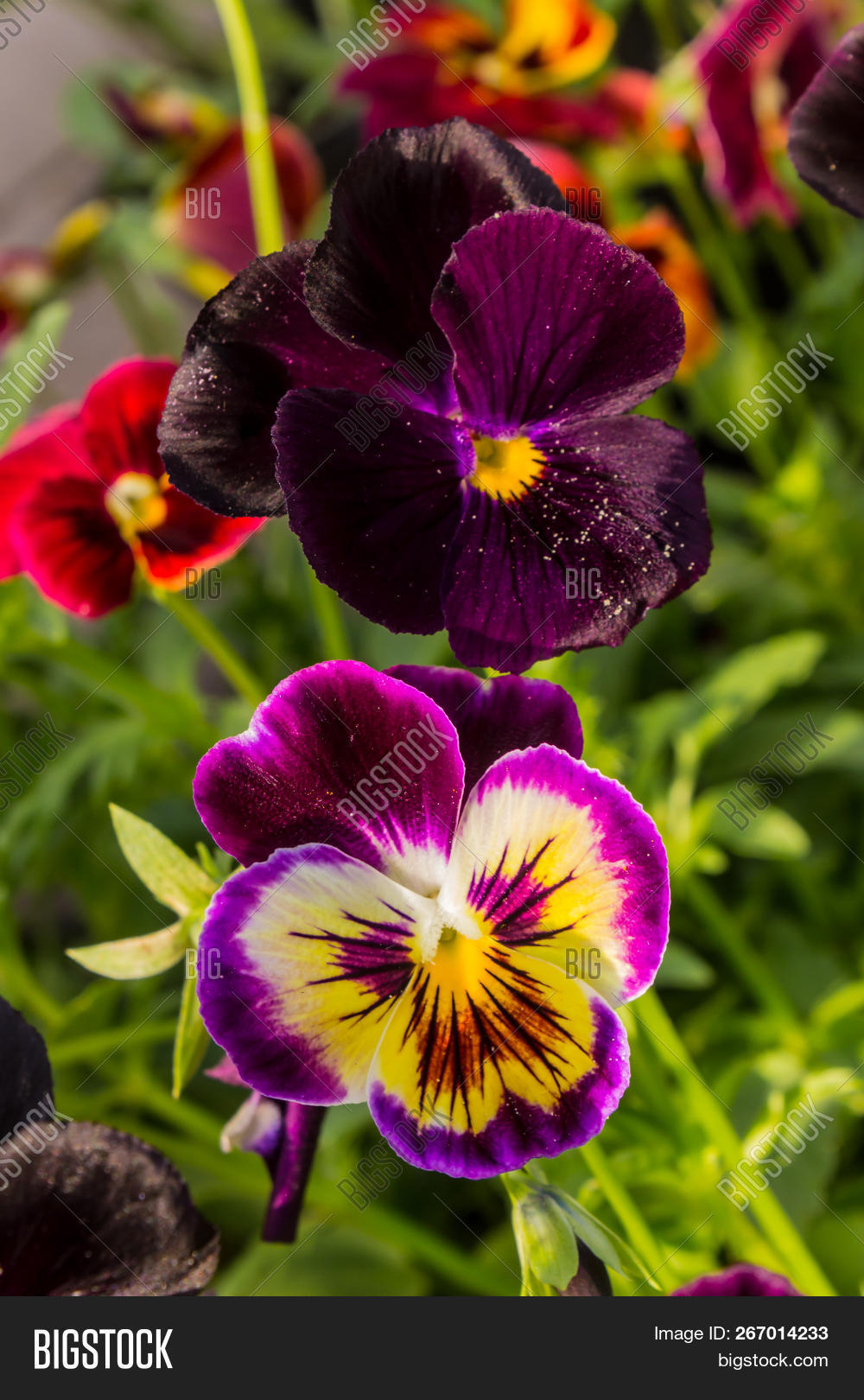 Pansies. Purple Image & Photo (Free Trial) | Bigstock