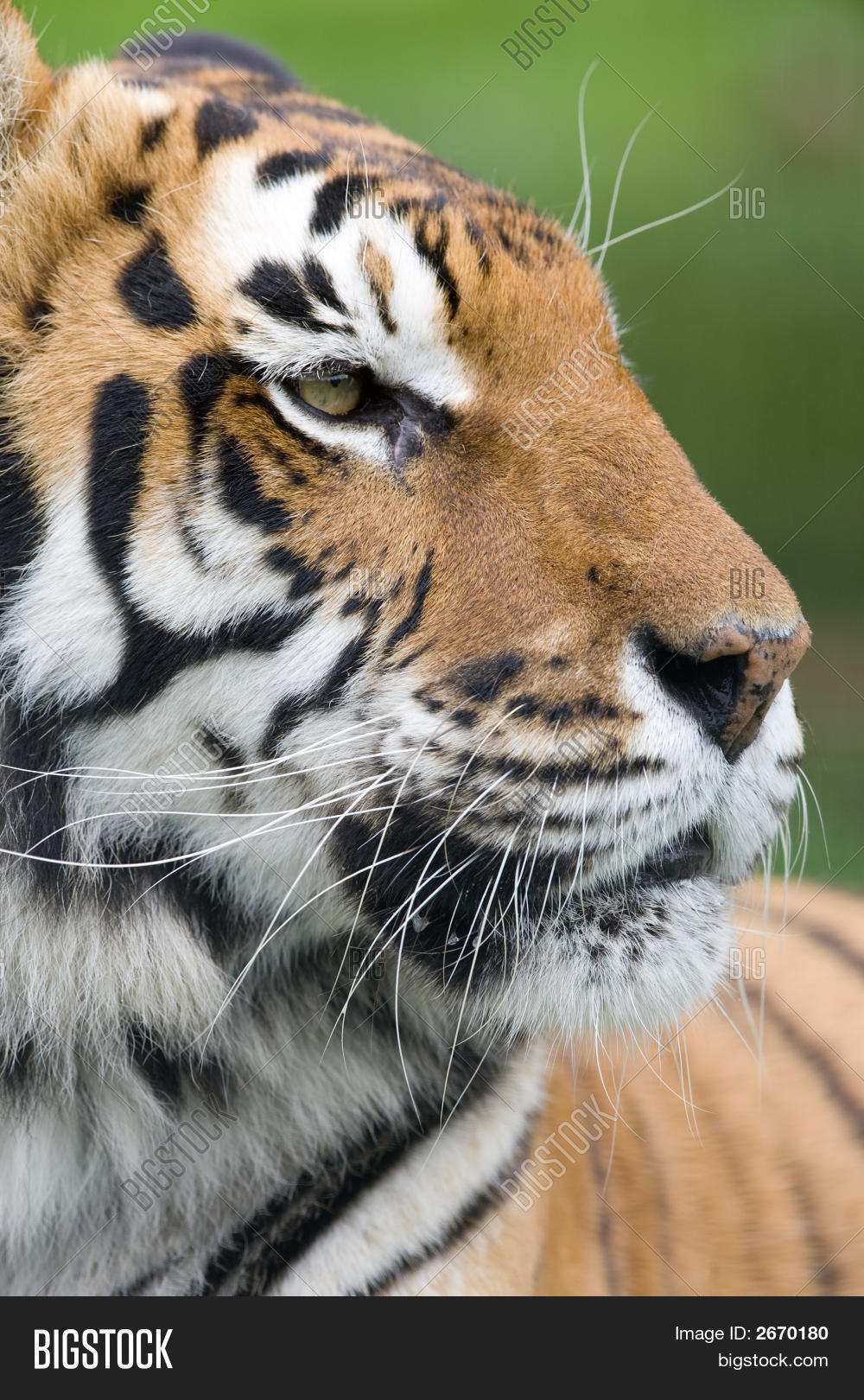 Tiger Proud Image & Photo (Free Trial) | Bigstock