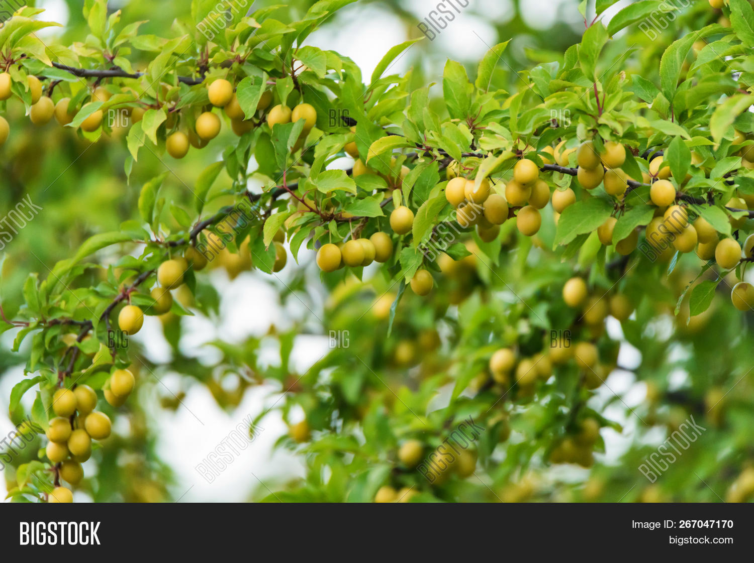 Wild Cherry Plum Image & Photo (Free Trial) | Bigstock