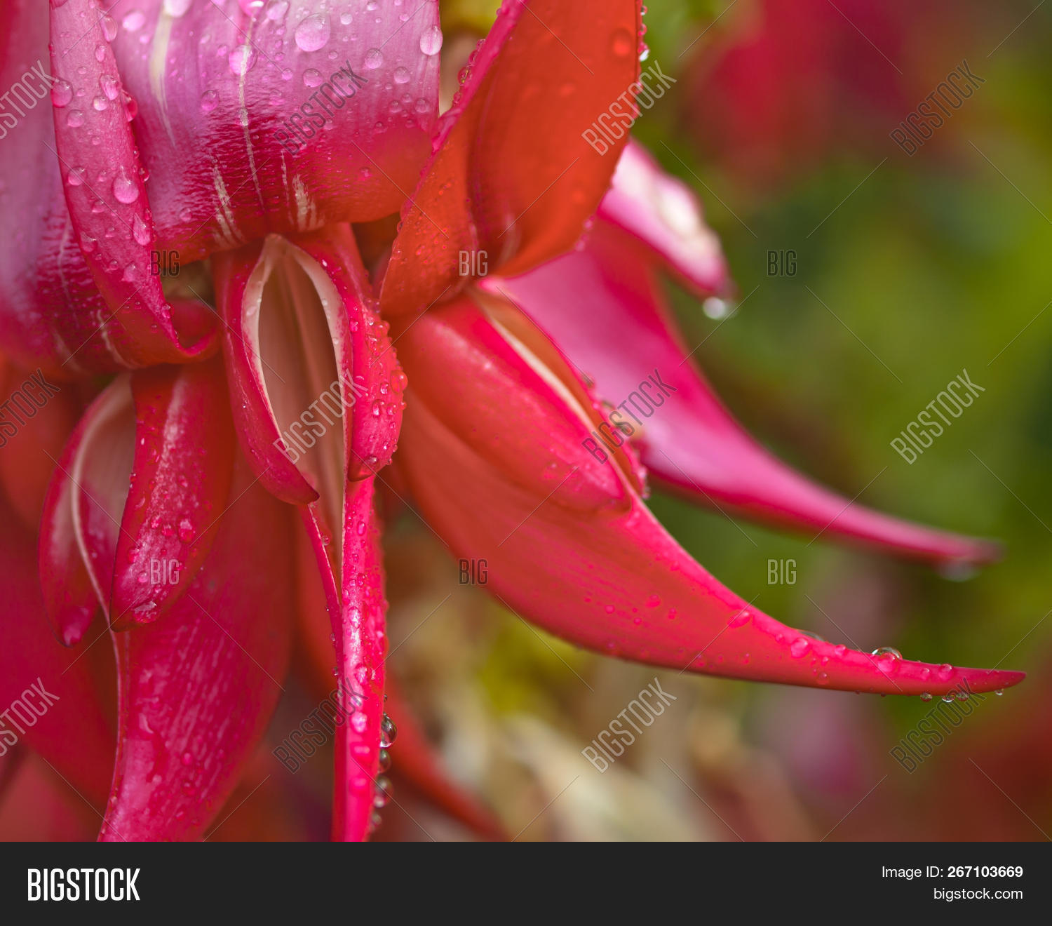 Rare Kakabeak Flowers Image & Photo (Free Trial) | Bigstock