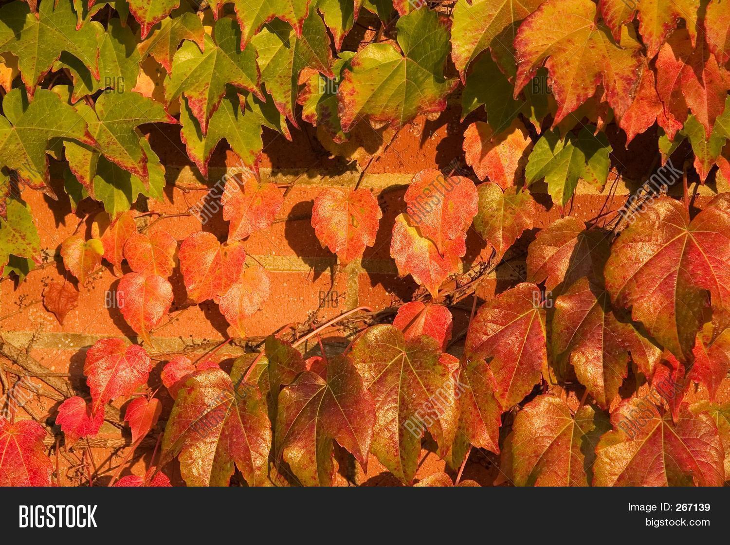 Autumn Ivy Leaves On Image & Photo (Free Trial) | Bigstock