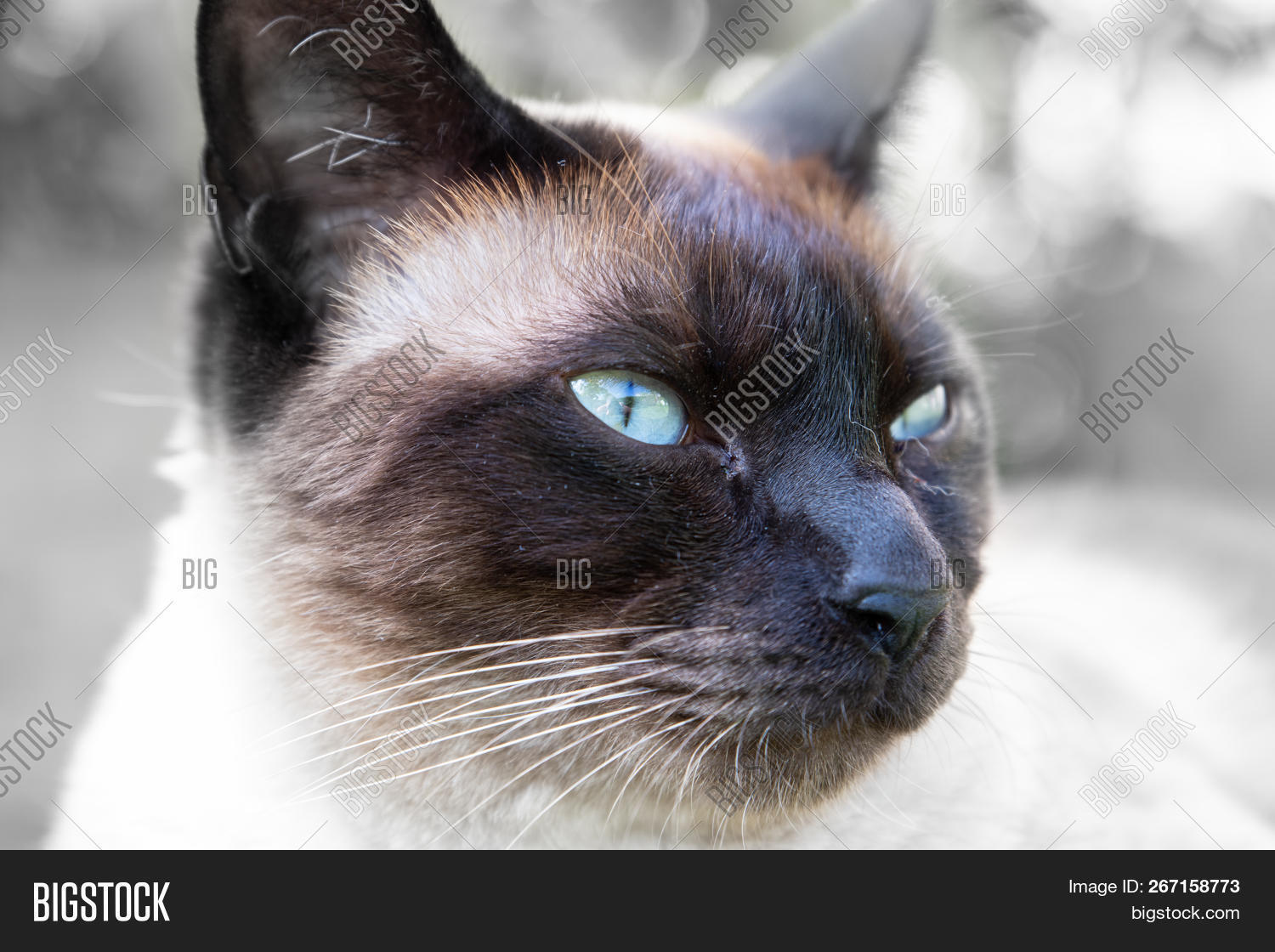 Siam Cat Portrait Blue Image & Photo (Free Trial) | Bigstock