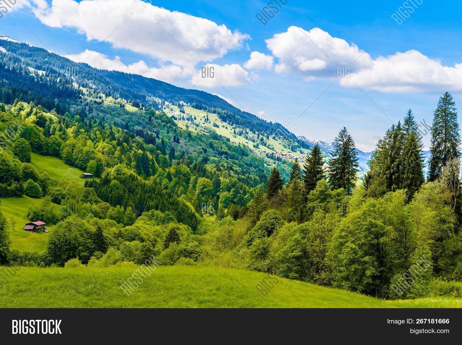 Forest Alps Mountains Image & Photo (Free Trial) | Bigstock