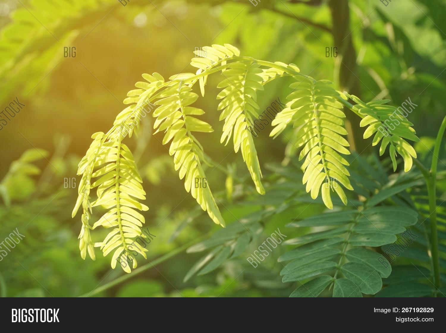 Leucaena Glauca Leaf Image & Photo (Free Trial) | Bigstock