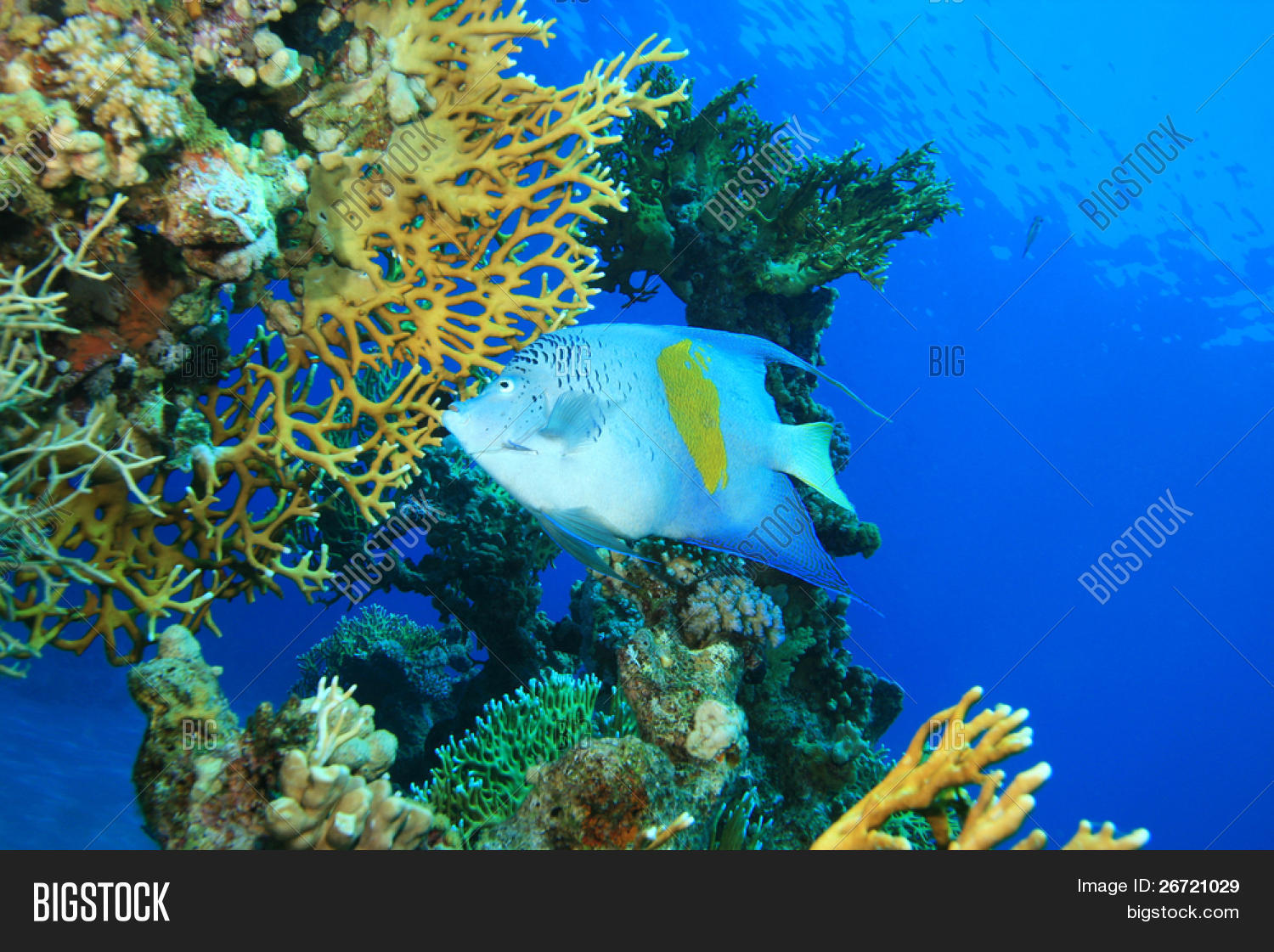 Yellowbar Angelfish ( Image & Photo (Free Trial) | Bigstock