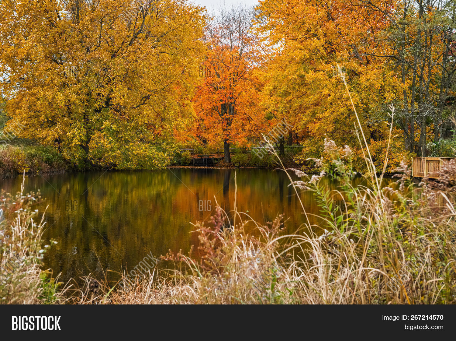Tall Grass Frames This Image & Photo (Free Trial) | Bigstock