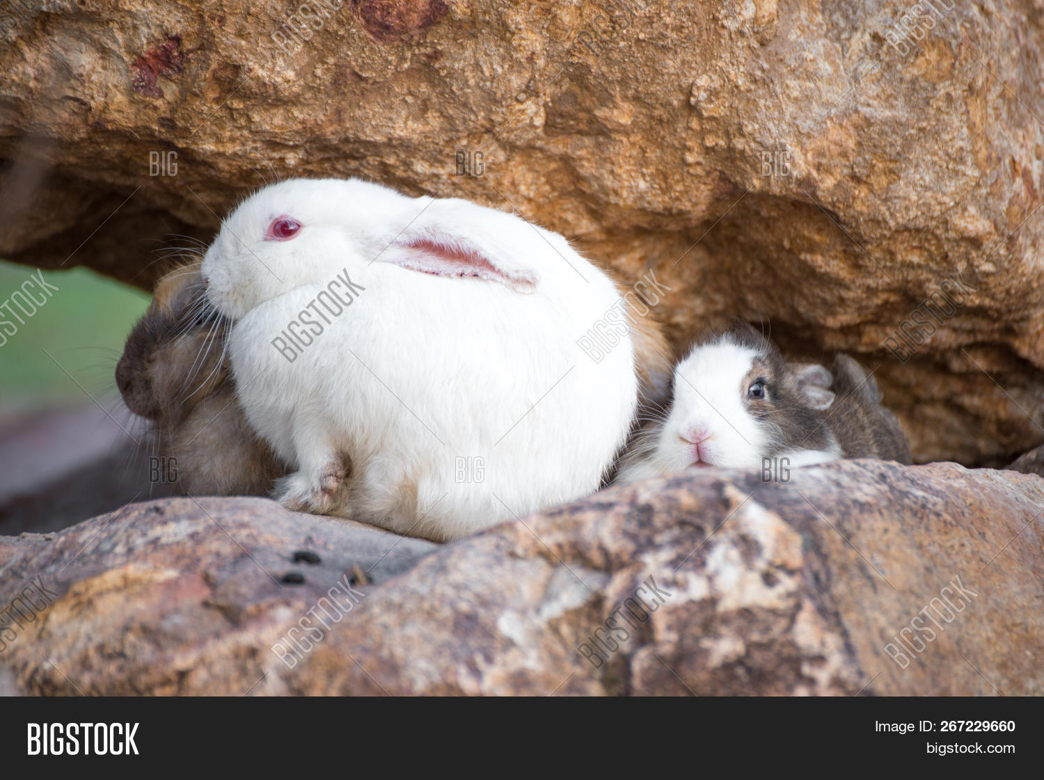 This Rabbit Sitting On Image & Photo (Free Trial) | Bigstock