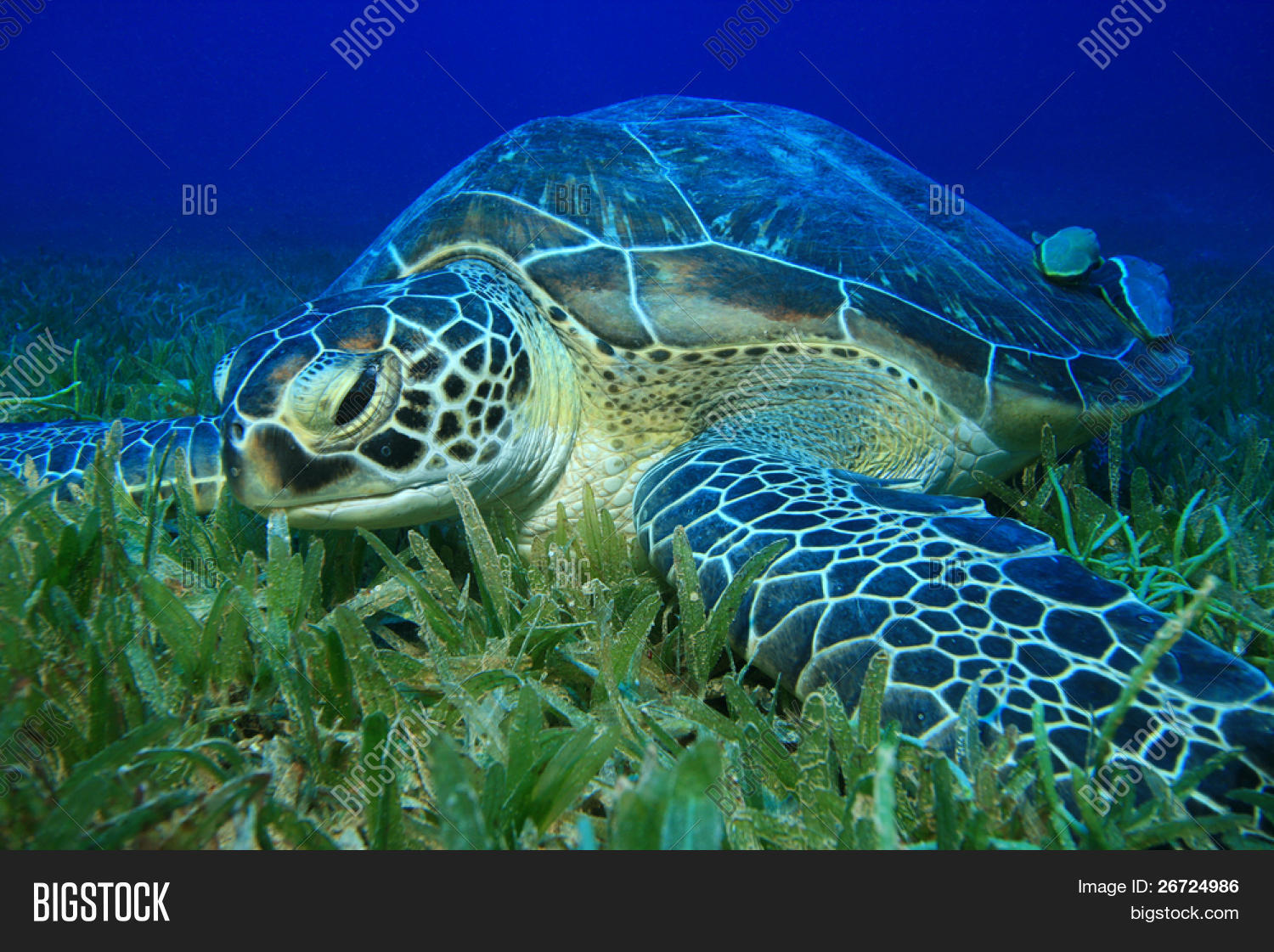 Imagen y foto Tortuga Verde ( (prueba gratis) | Bigstock