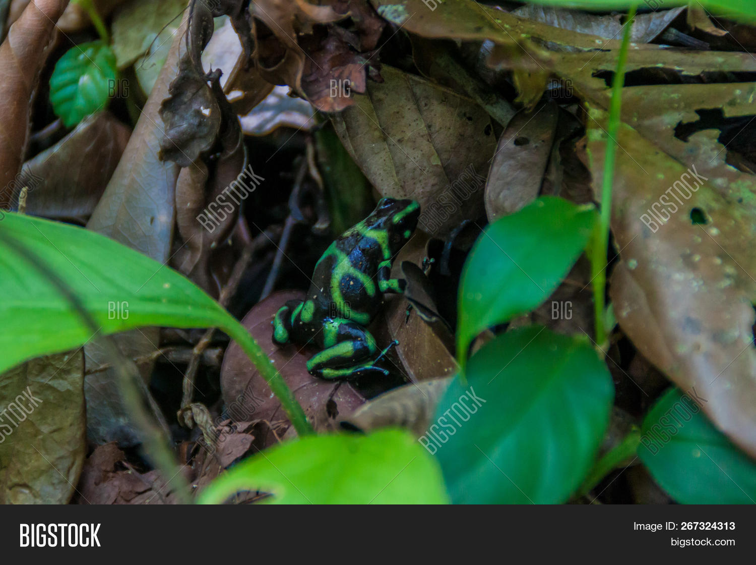Green--black Poison Image & Photo (Free Trial) | Bigstock