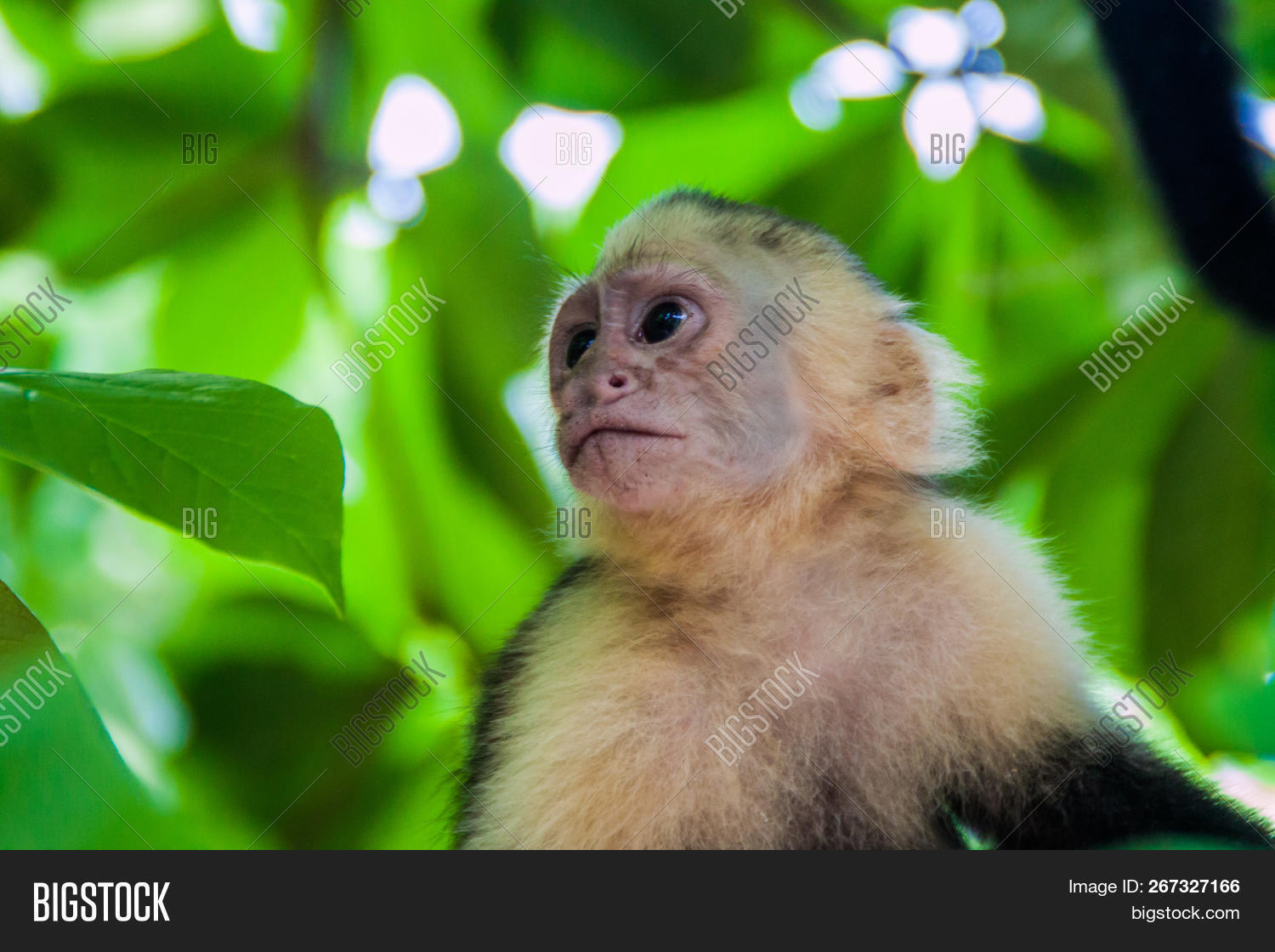 White-headed Capuchin Image & Photo (Free Trial) | Bigstock