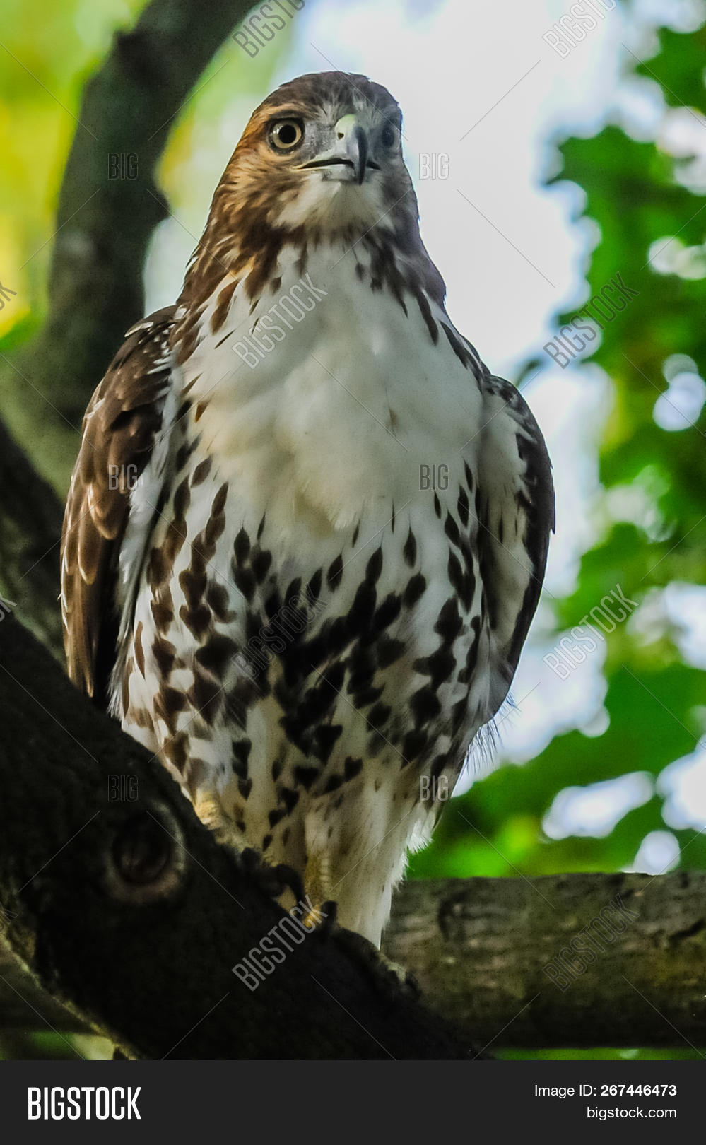 Red-tail Hawk Sitting Image & Photo (Free Trial) | Bigstock