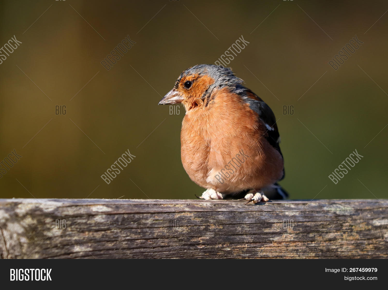 Male Chaffinch Image & Photo (Free Trial) | Bigstock