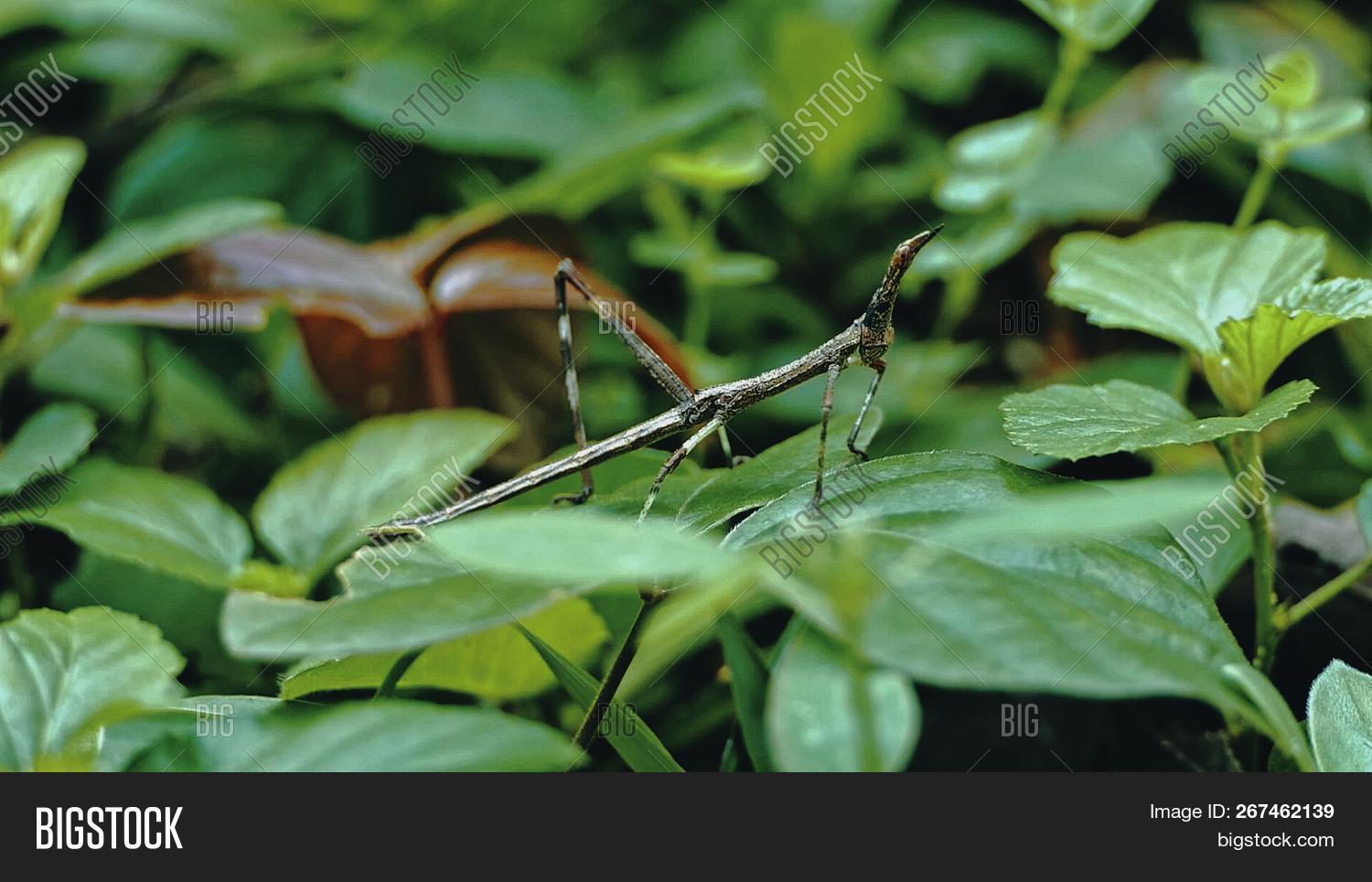 Jumping Stick Insect Image & Photo (Free Trial) | Bigstock