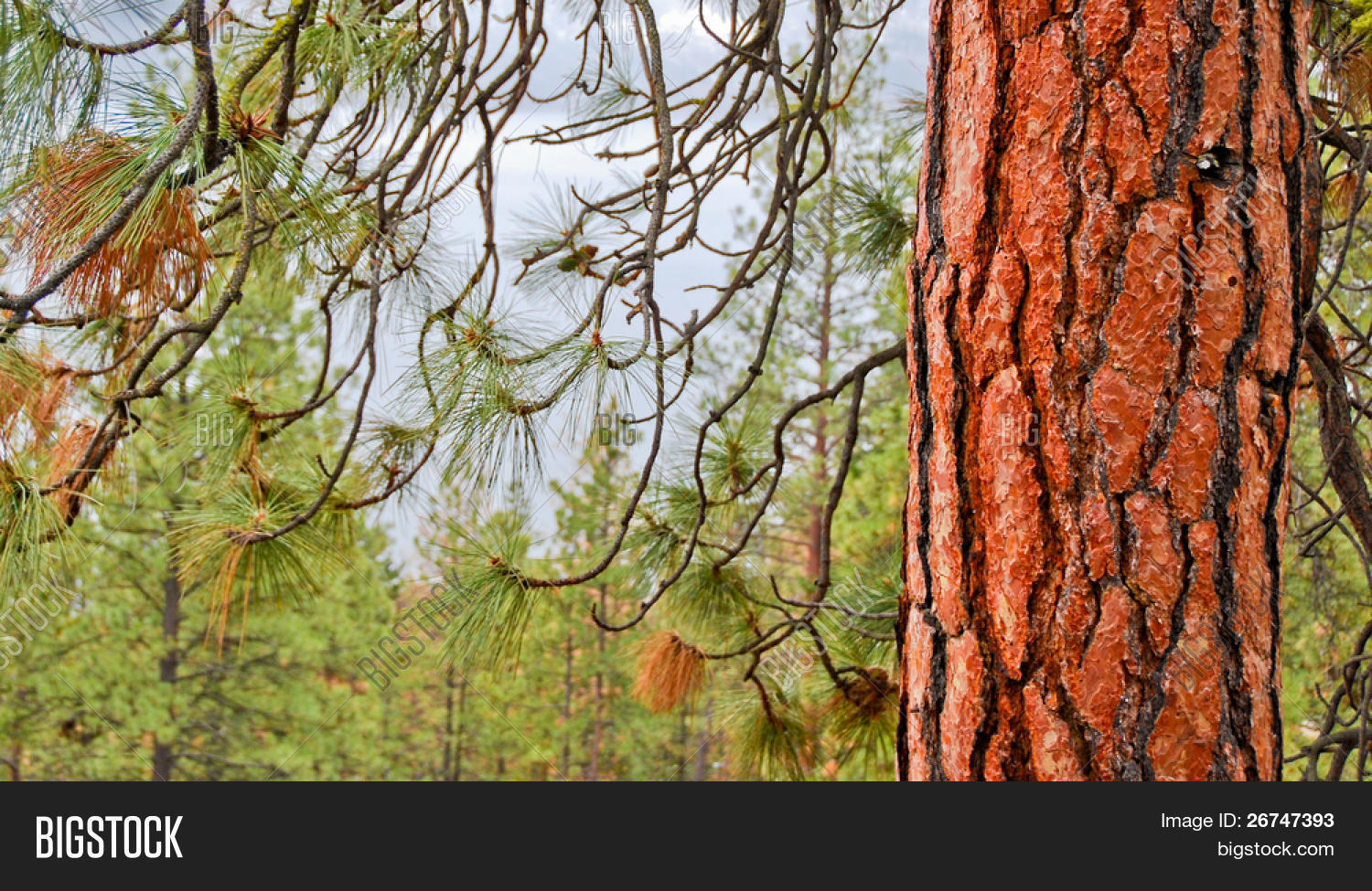 Close Red Pine Tree Image & Photo (Free Trial) | Bigstock