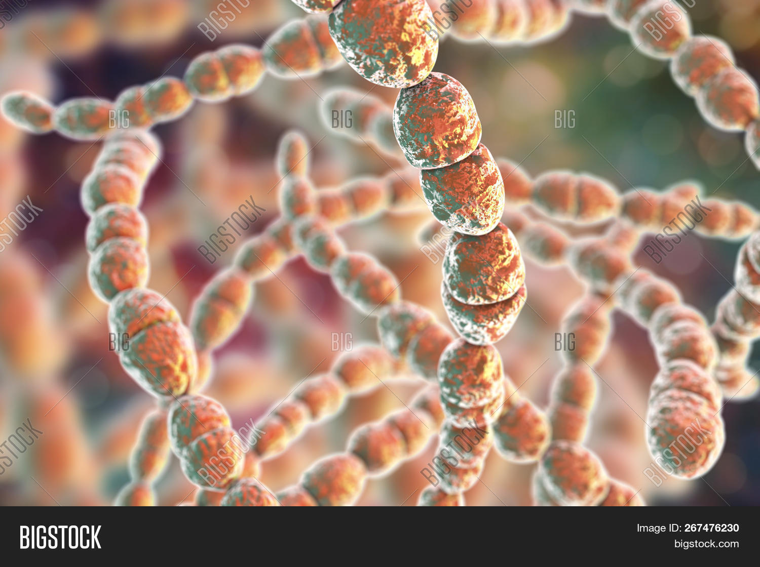 Bacteria Streptococcus Image & Photo (Free Trial) | Bigstock