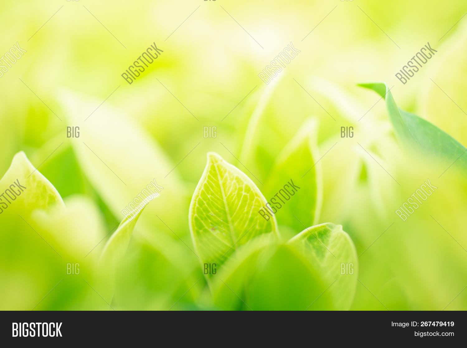 Green Leaf Morning Image & Photo (Free Trial) | Bigstock