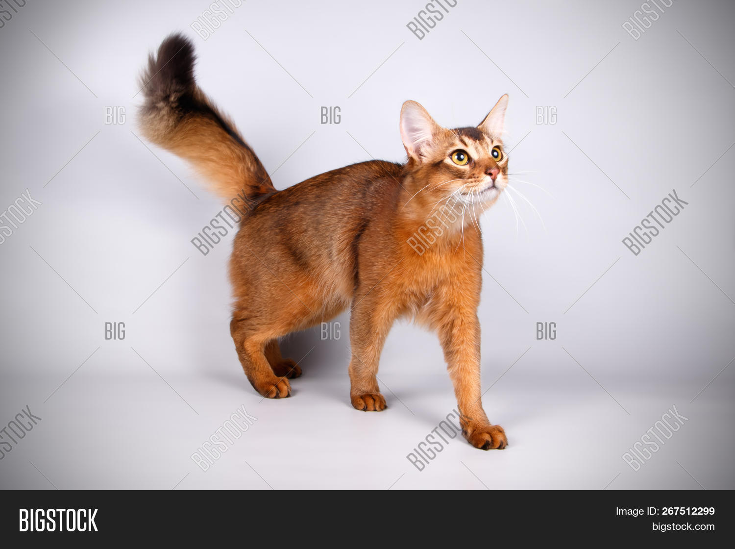 Somali Cat On Colored Image & Photo (Free Trial) | Bigstock