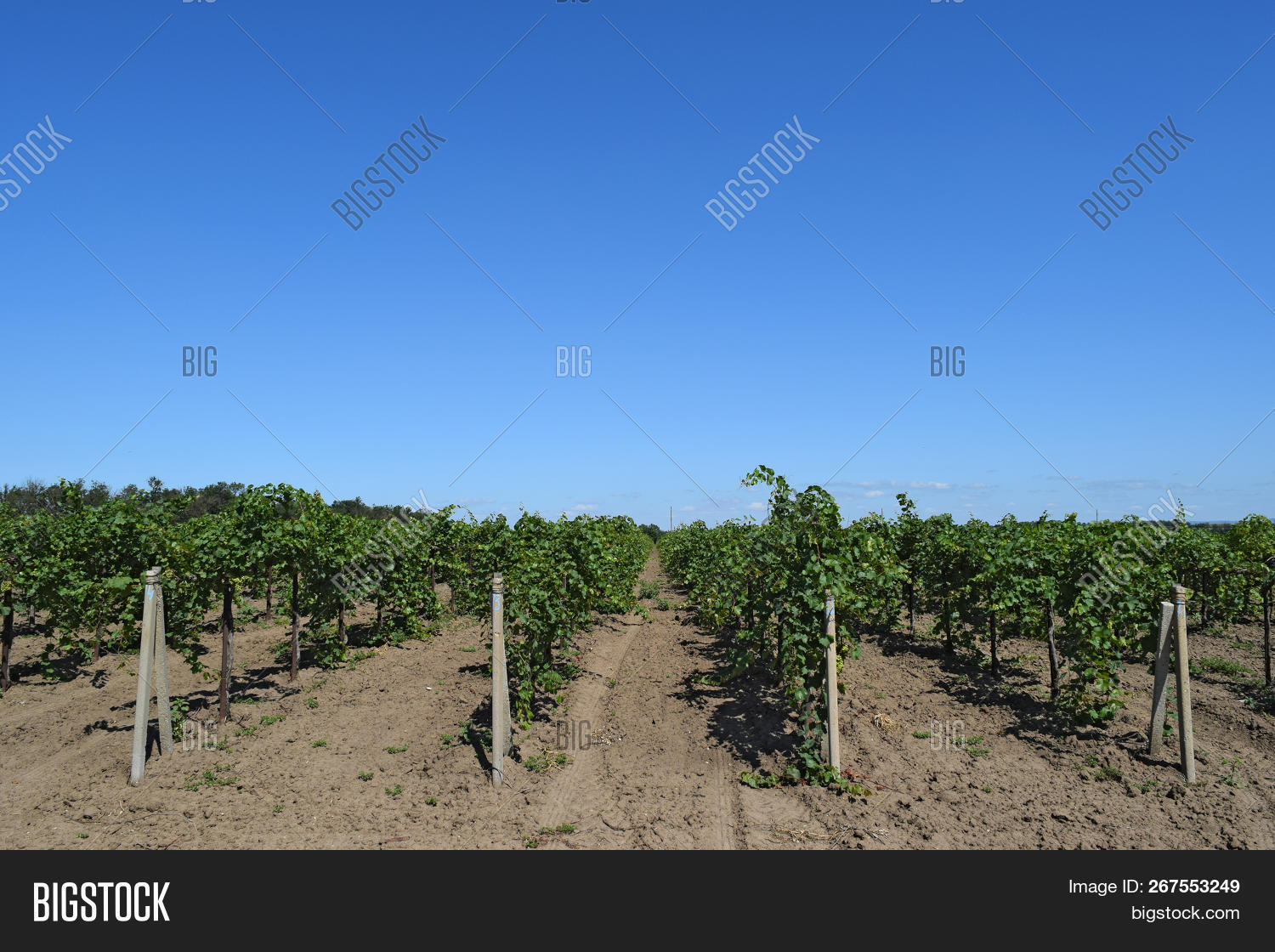 Grape Gardens. Image & Photo (Free Trial) | Bigstock